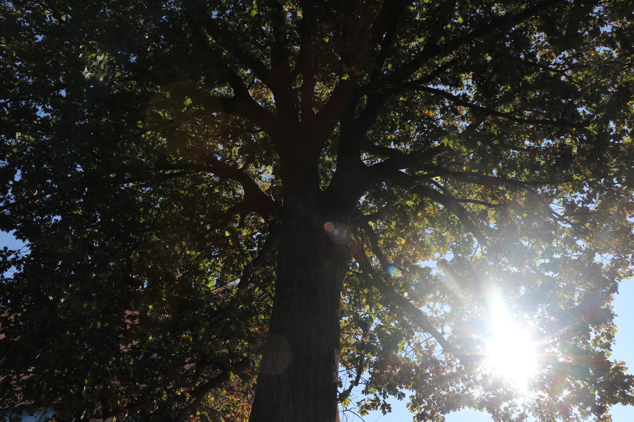 RiseBoro | Food and Nutrition - RiseBoro