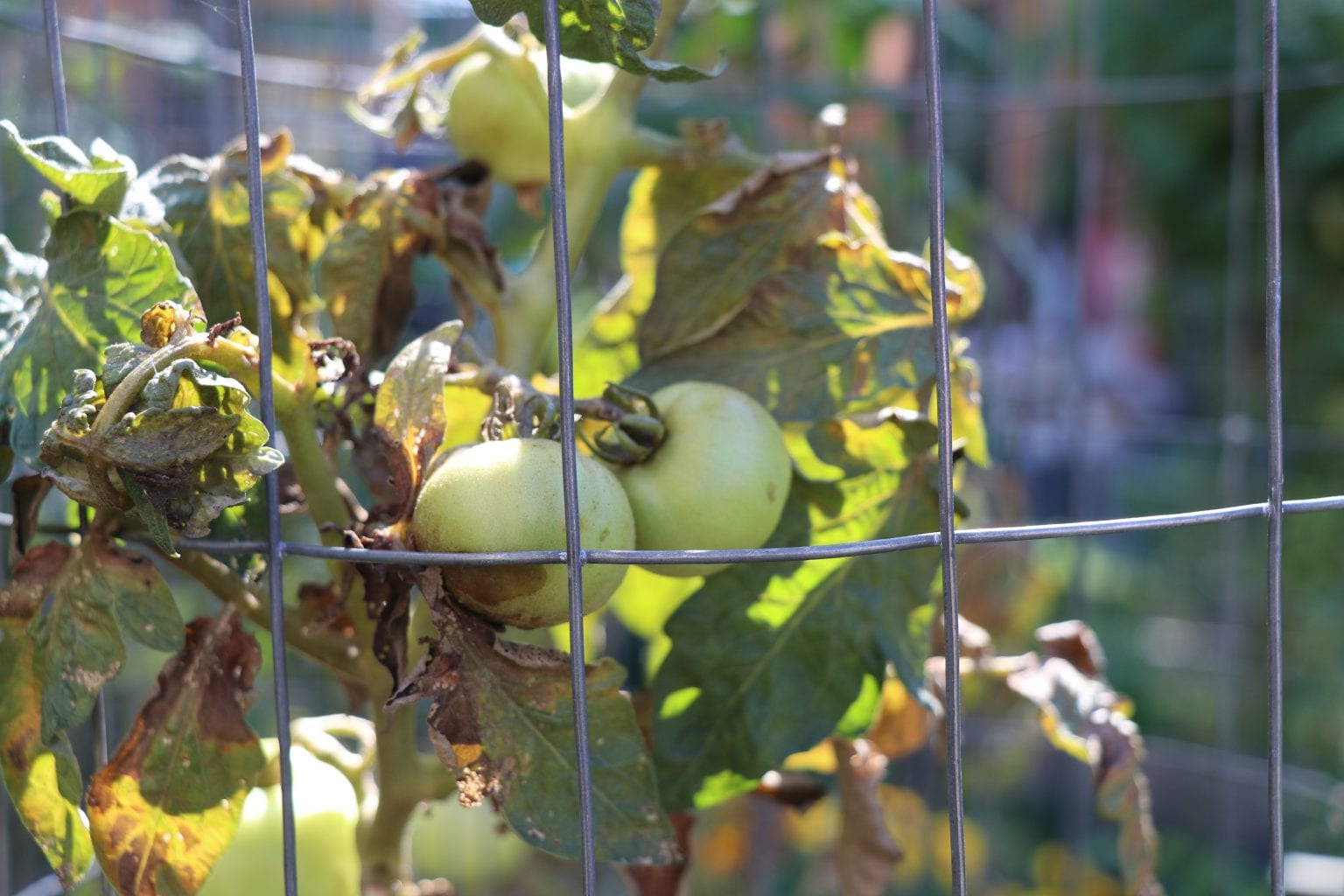 RiseBoro | Food and Nutrition - RiseBoro